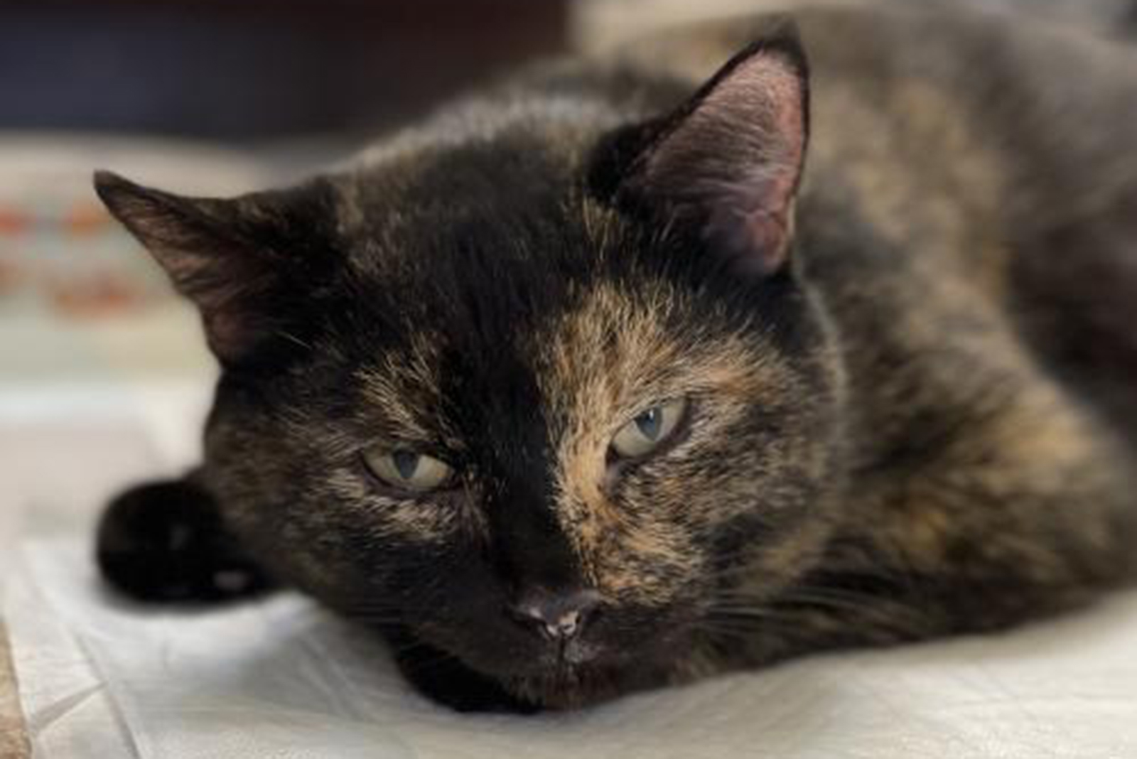 Pet of the Week: Alaska | Reston Now