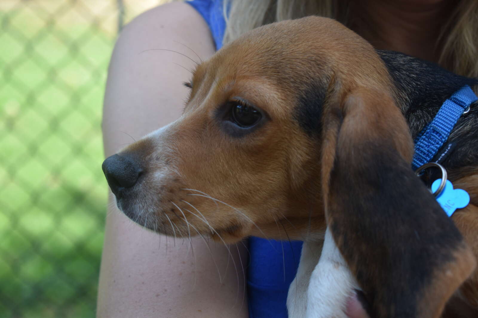 Rescued beagles arrive at Fairfax County shelter in anticipation of ...